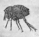 Tunga - definition of Tunga by The Free Dictionary