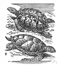 Chelonia - definition of Chelonia by The Free Dictionary