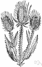 Teasle - definition of teasle by The Free Dictionary