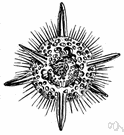 Radiolarian - definition of radiolarian by The Free Dictionary