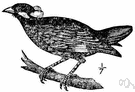 Mynah - definition of mynah by The Free Dictionary