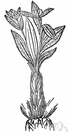 Spikenard - definition of spikenard by The Free Dictionary