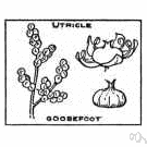 Utricle - definition of utricle by The Free Dictionary