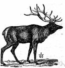 Cervus - definition of Cervus by The Free Dictionary