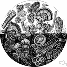 Plankton - definition of plankton by The Free Dictionary