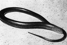 Ophisaurus - definition of Ophisaurus by The Free Dictionary