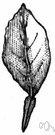 Unifoliate - definition of unifoliate by The Free Dictionary